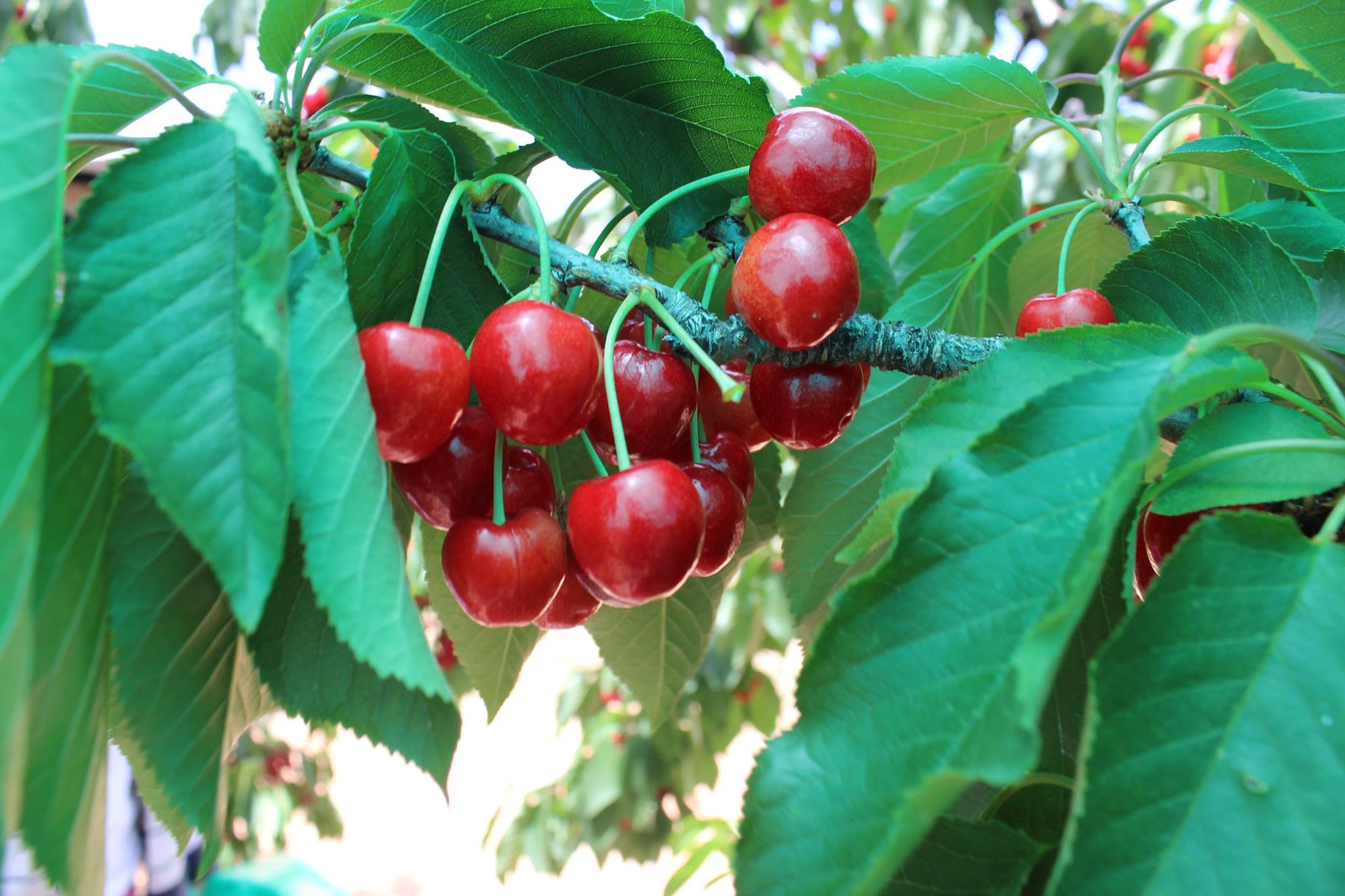 1 Day Cherry Picking Tour – QueenTours